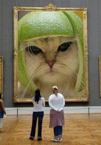 LIME CAT